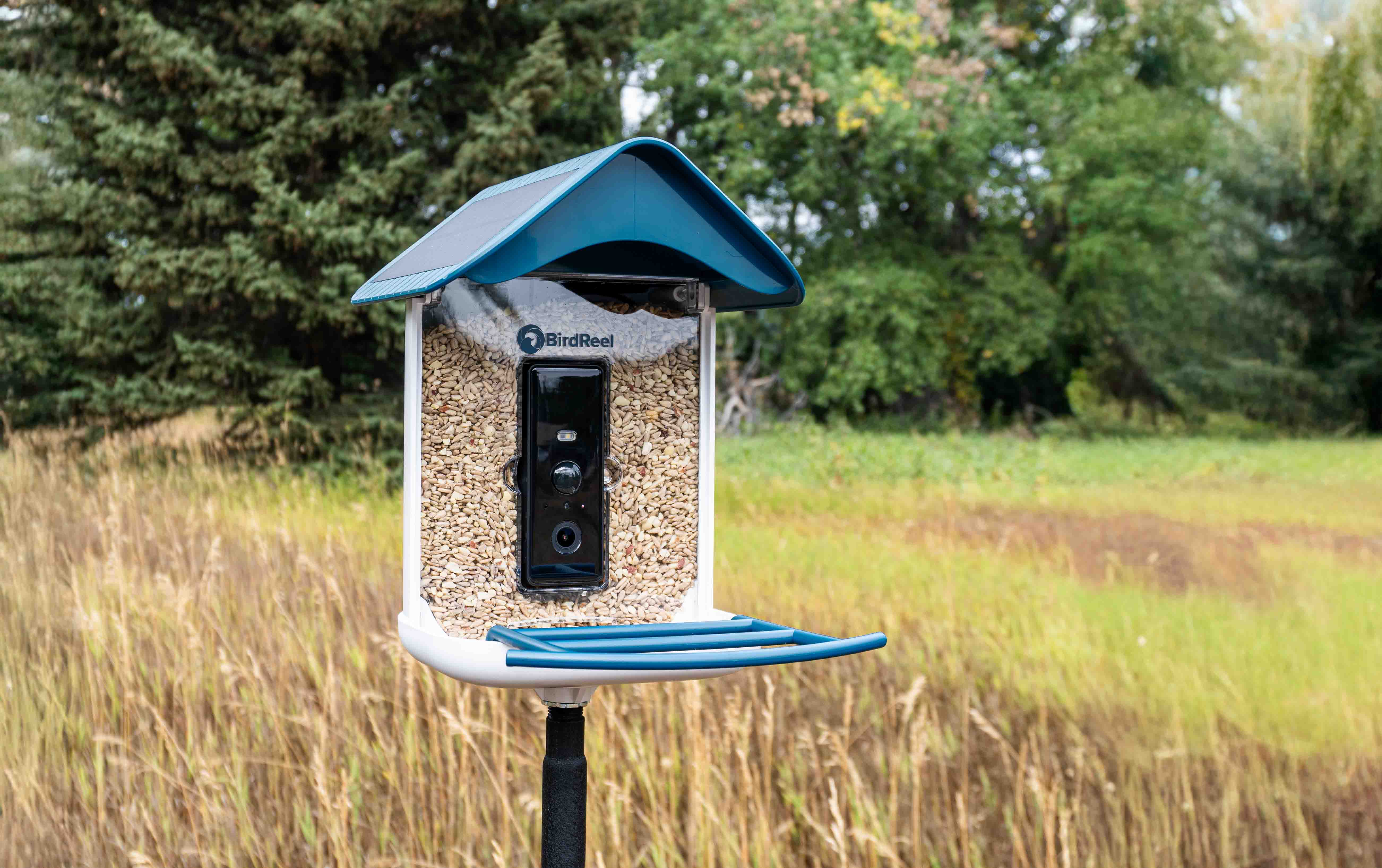 How Bird Feeders Support Local Wildlife | BirdReel