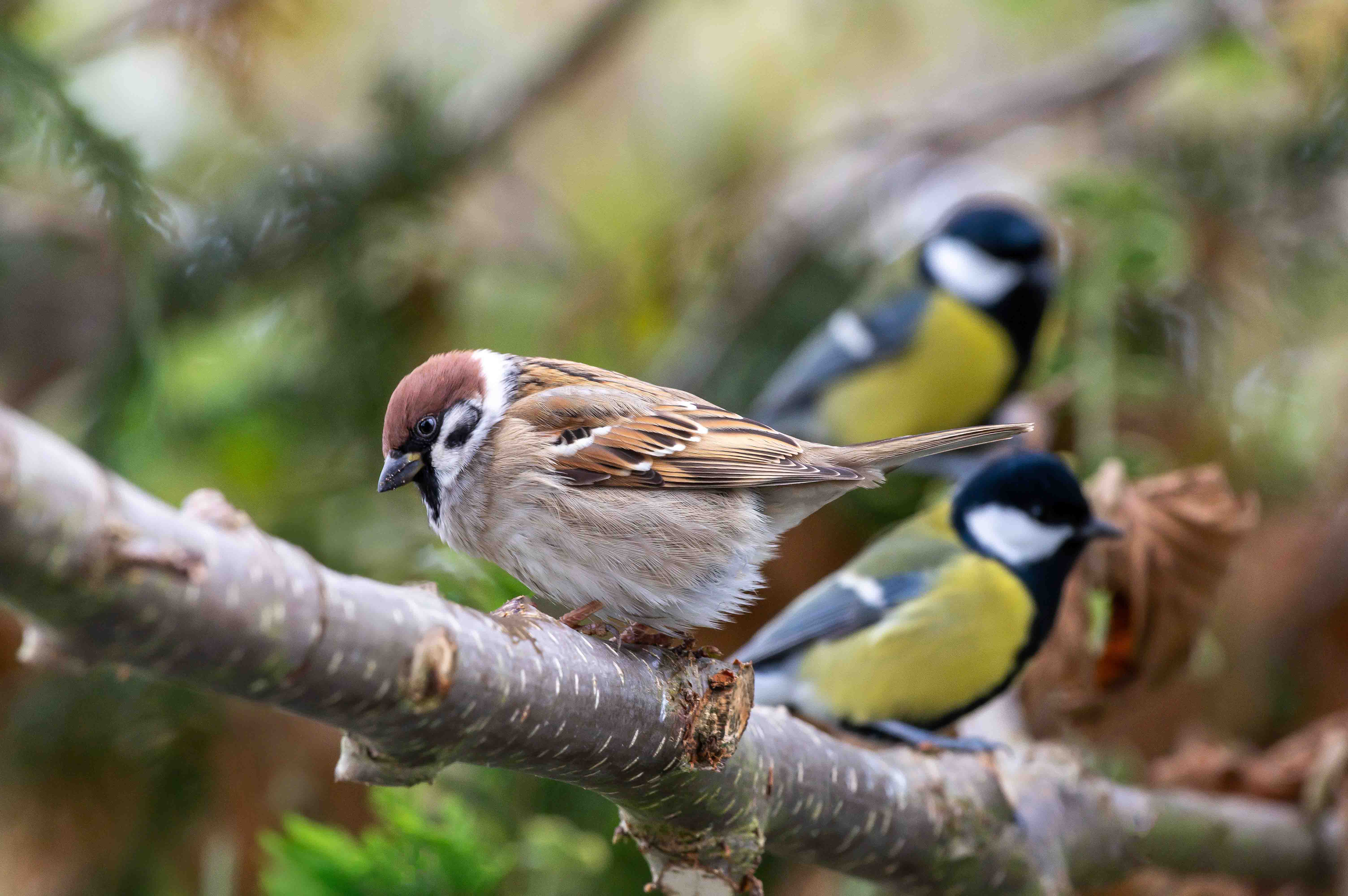 Training Staff to Sell the BF23: 3 High-Value Sales Tips – BirdReel