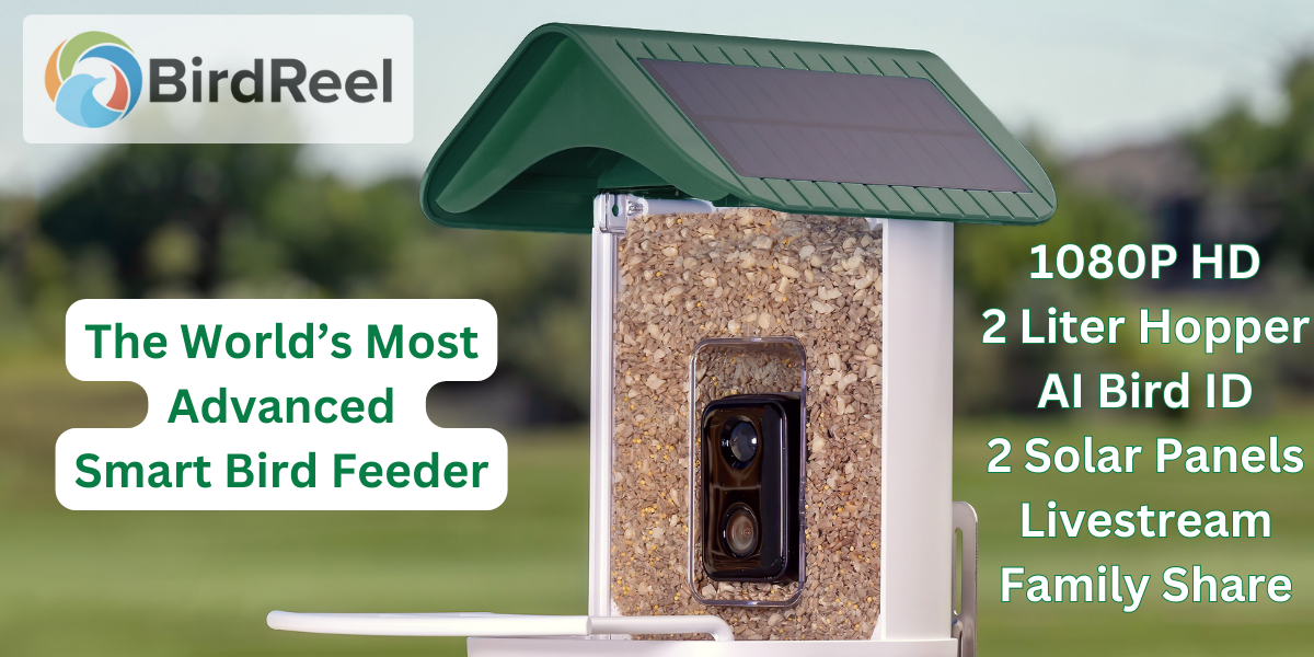 BirdReel Smart Bird Feeder