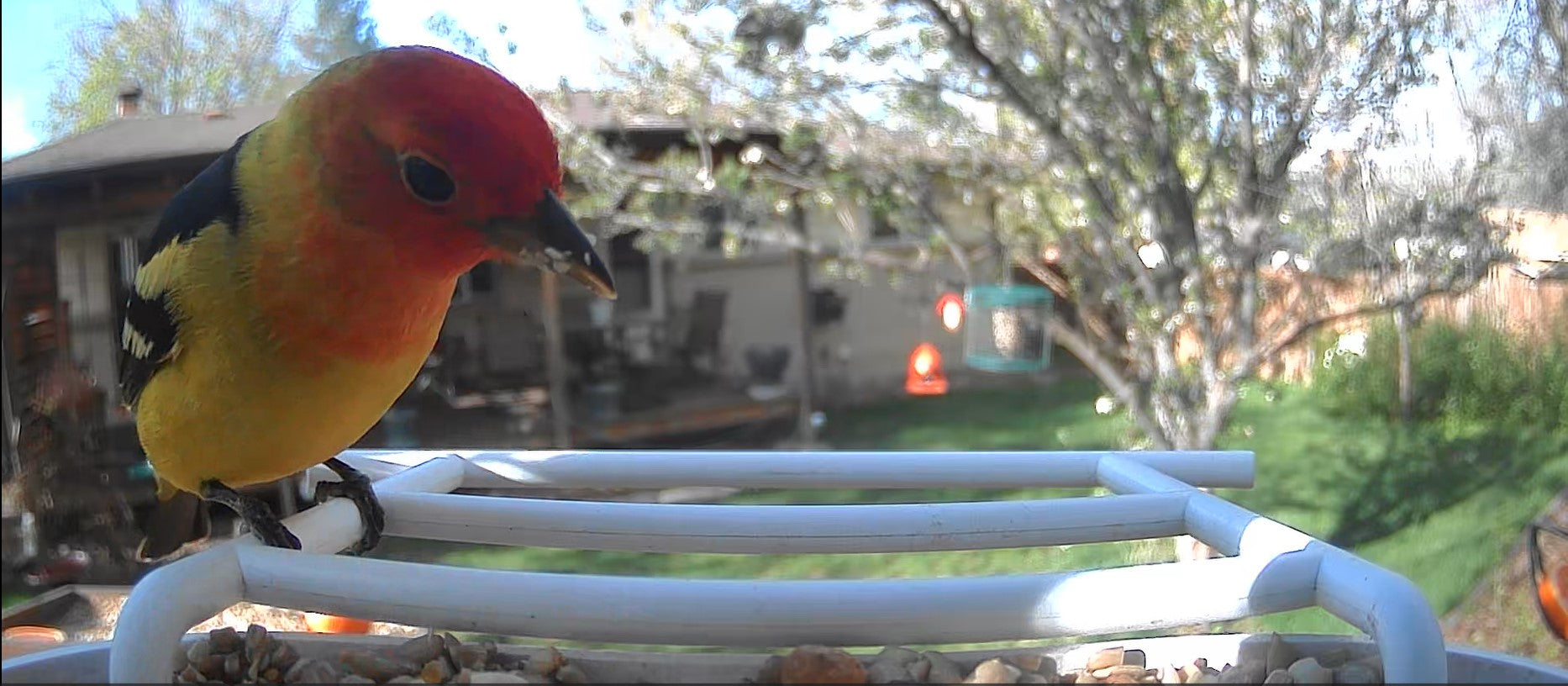 BirdReel Smart Bird Feeder