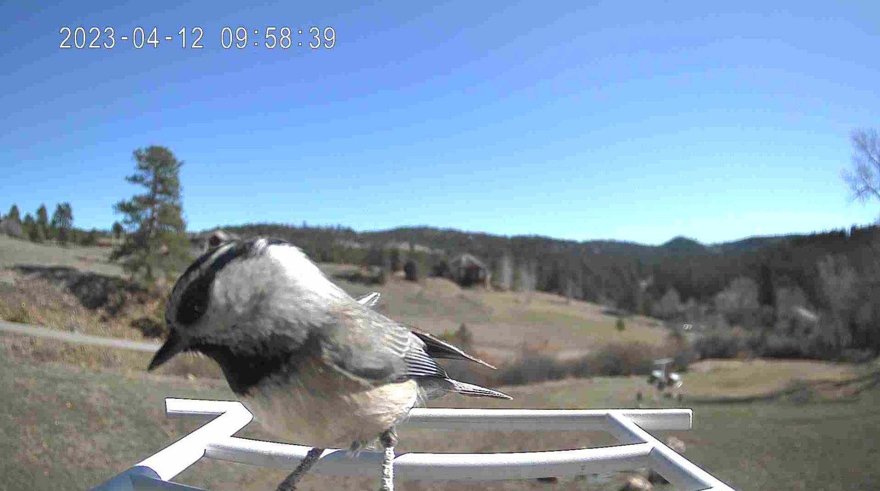 BirdReel Smart Bird Feeder