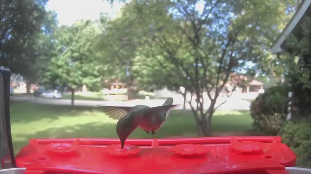 BirdReel Hummingbird Perch